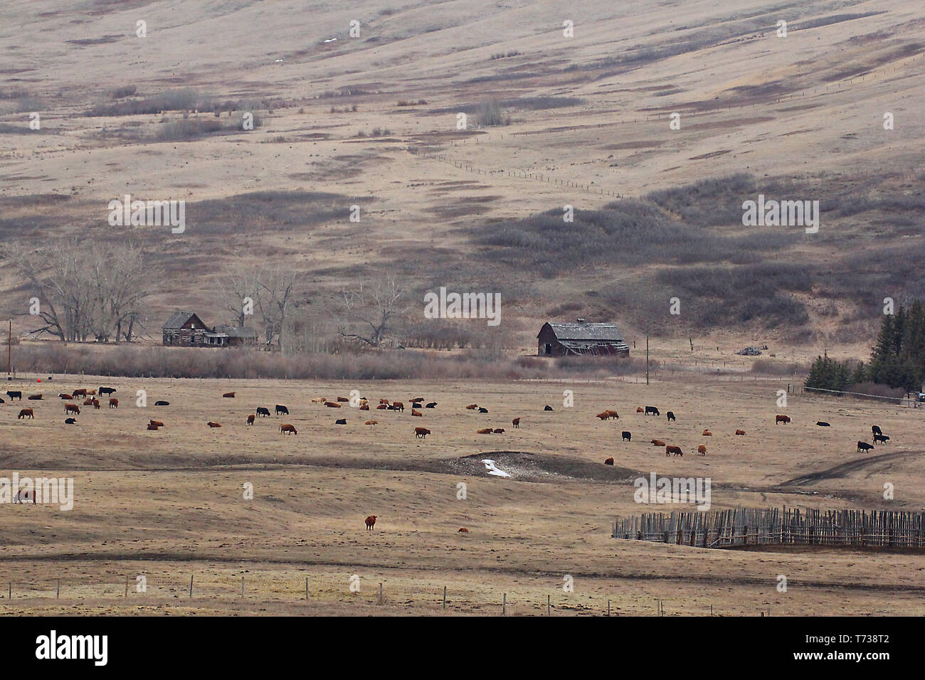 Old historic farmsteads dot the landscape, of the prairies in Canada as ...
