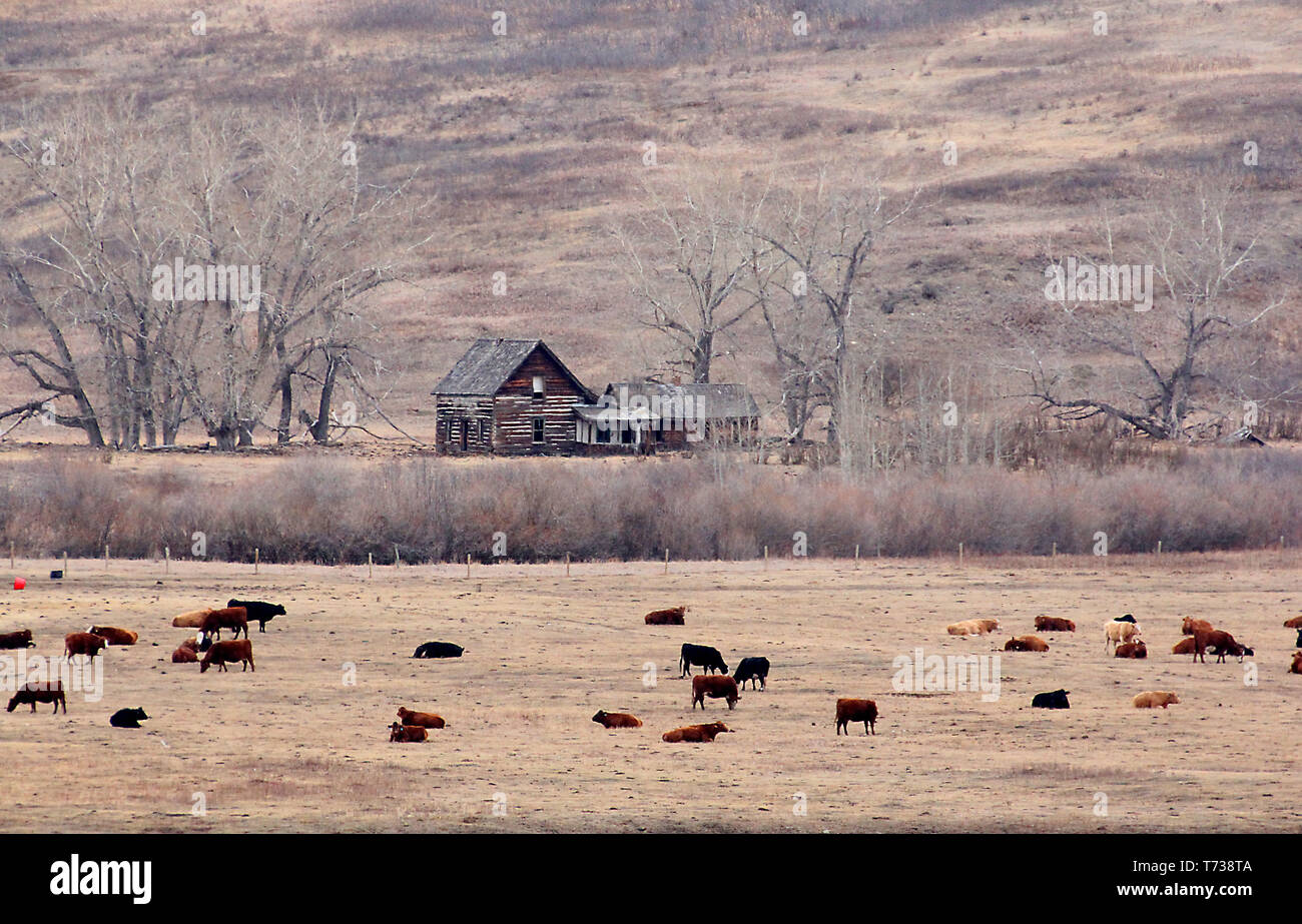 Old historic farmsteads dot the landscape, of the prairies in Canada as ...