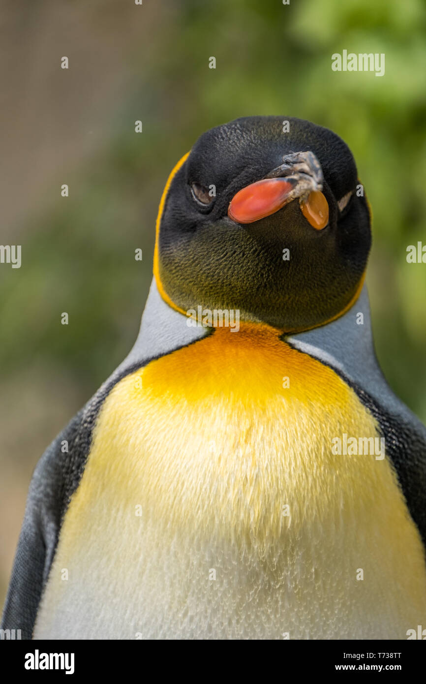 Portrait of a king penguin Stock Photo - Alamy