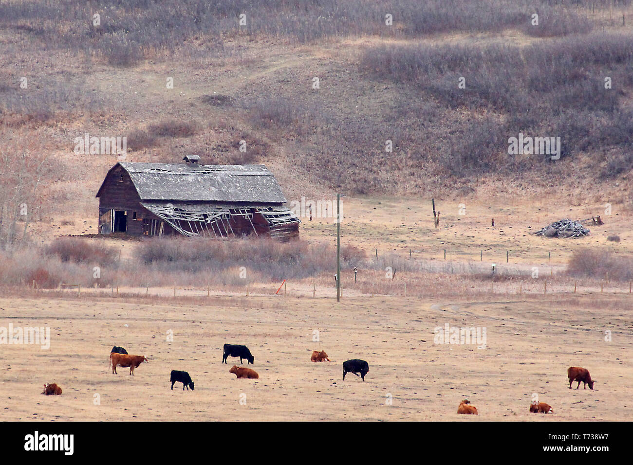 Old historic farmsteads dot the landscape, of the prairies in Canada as ...