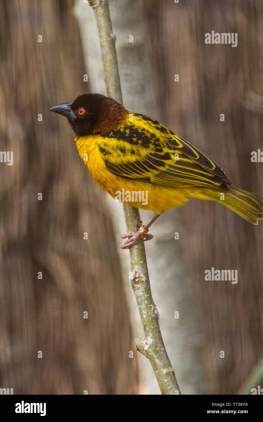 Yellow canary bird hi-res stock photography and images - Alamy