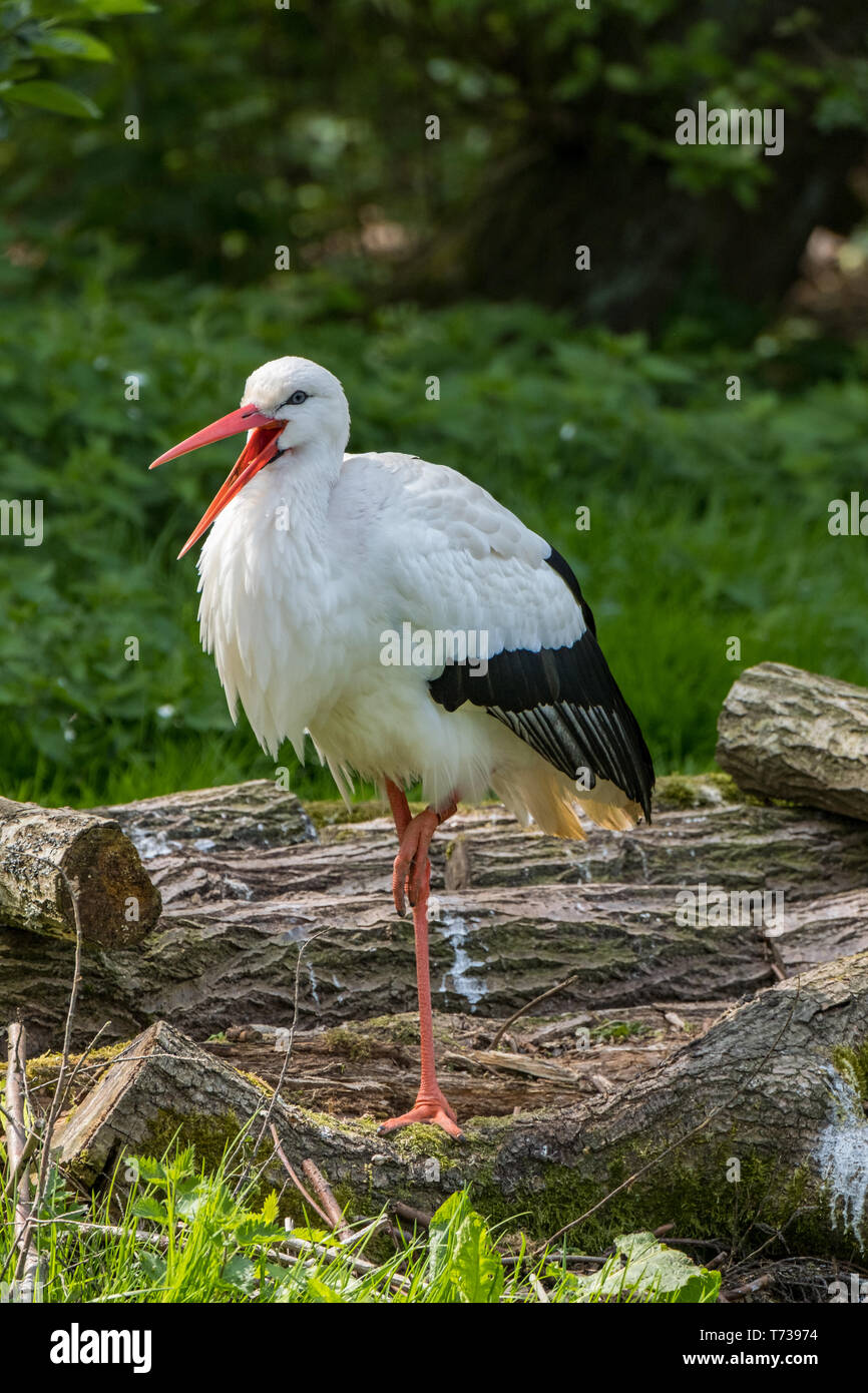 White Stork standing - facing foward with beak open Stock Photo - Alamy