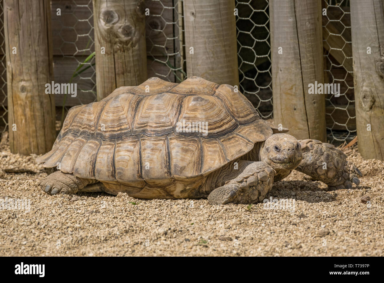 Giant tortoise walking hi-res stock photography and images - Alamy