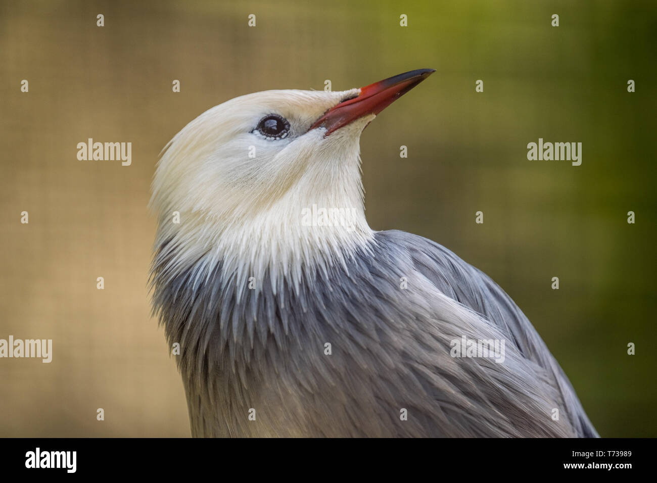 Buffalo Bill Portrait High Resolution Stock Photography and Images - Alamy