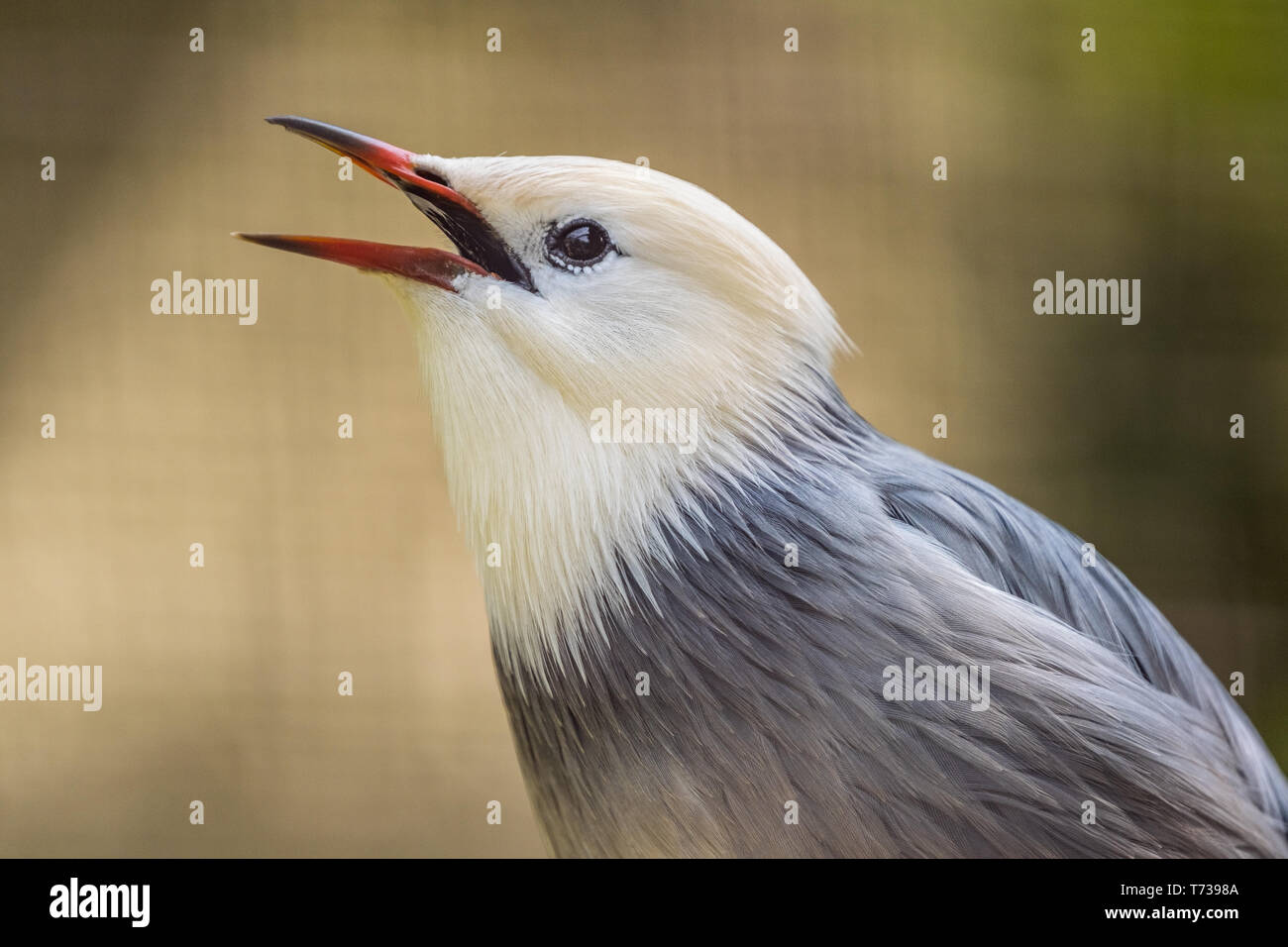 Portrait of a red billed starling Stock Photo - Alamy