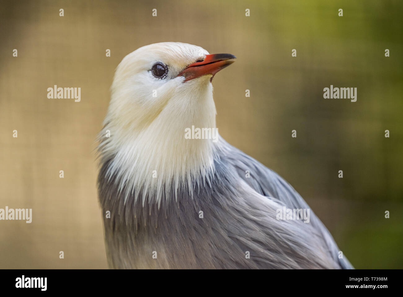 Portrait of a red billed starling Stock Photo - Alamy