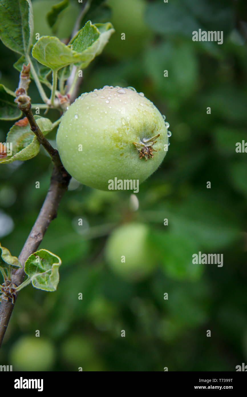Close-up view of green unripe apple on the tree in the garden in summer ...