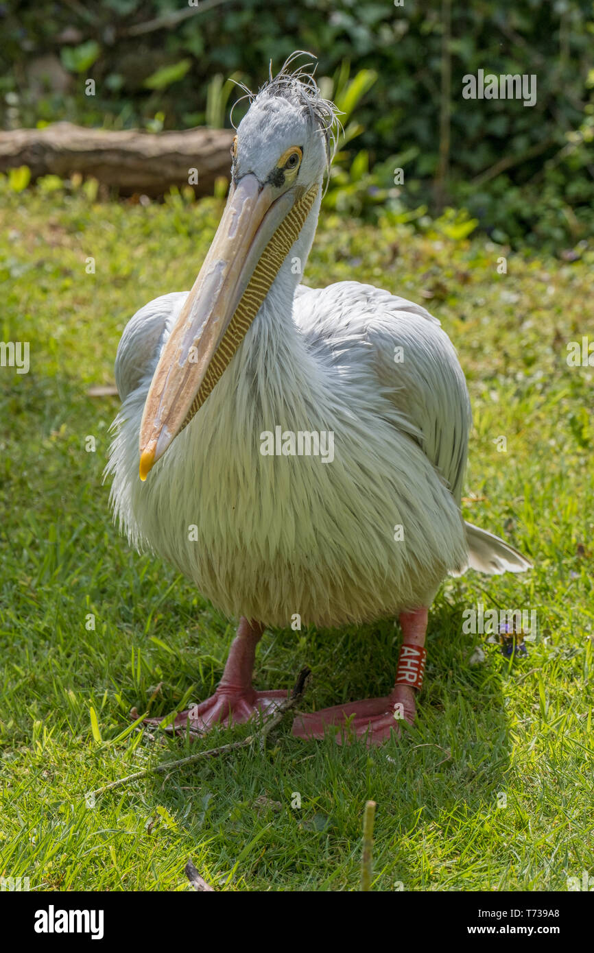 Pelican facing forward hi-res stock photography and images - Alamy