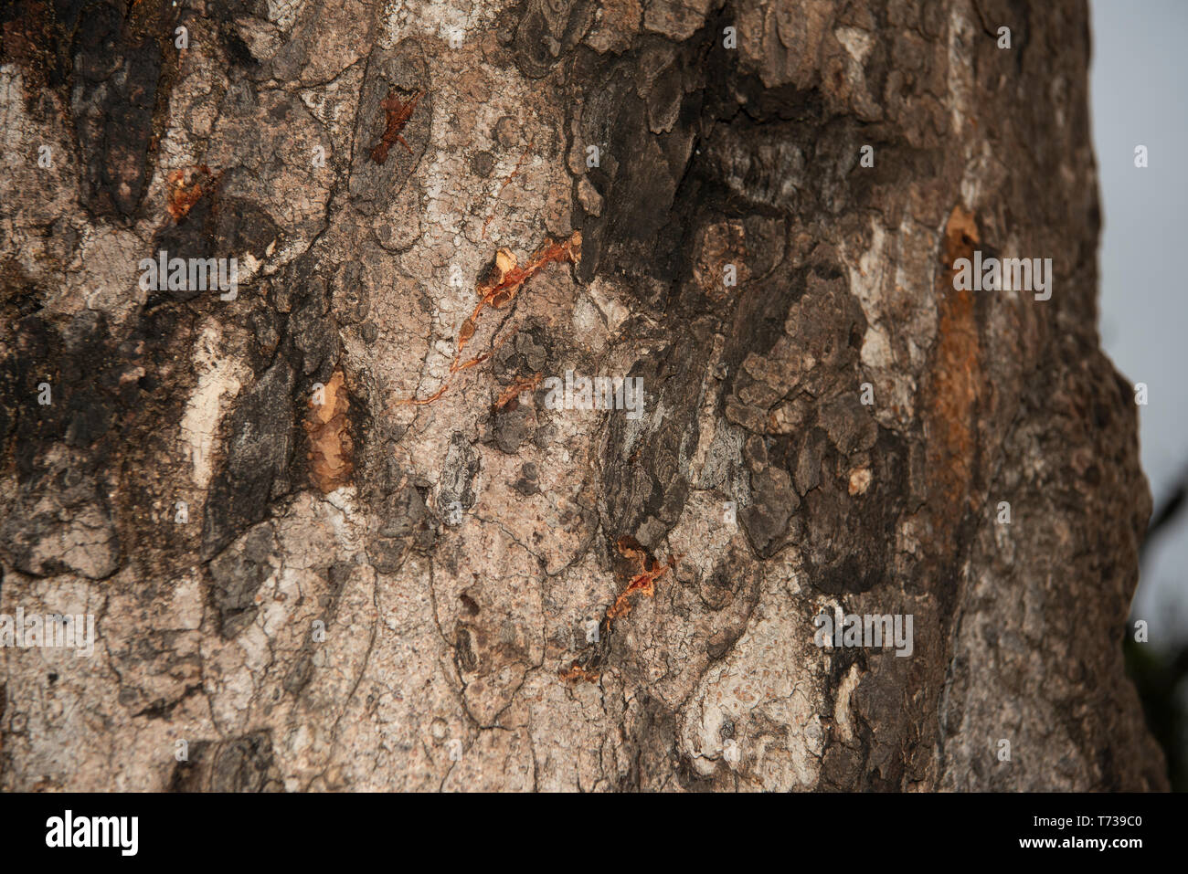 Marula tree hi-res stock photography and images - Alamy