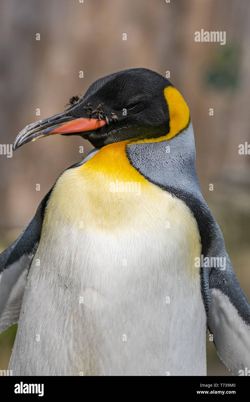 Wordley hi-res stock photography and images - Alamy