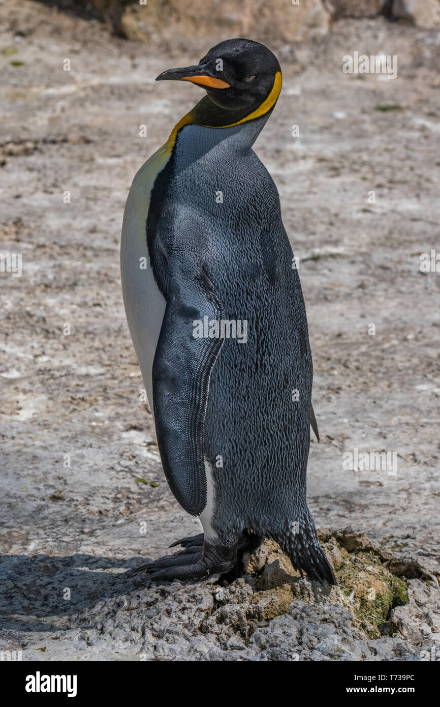 Penguin family portrait hi-res stock photography and images - Alamy