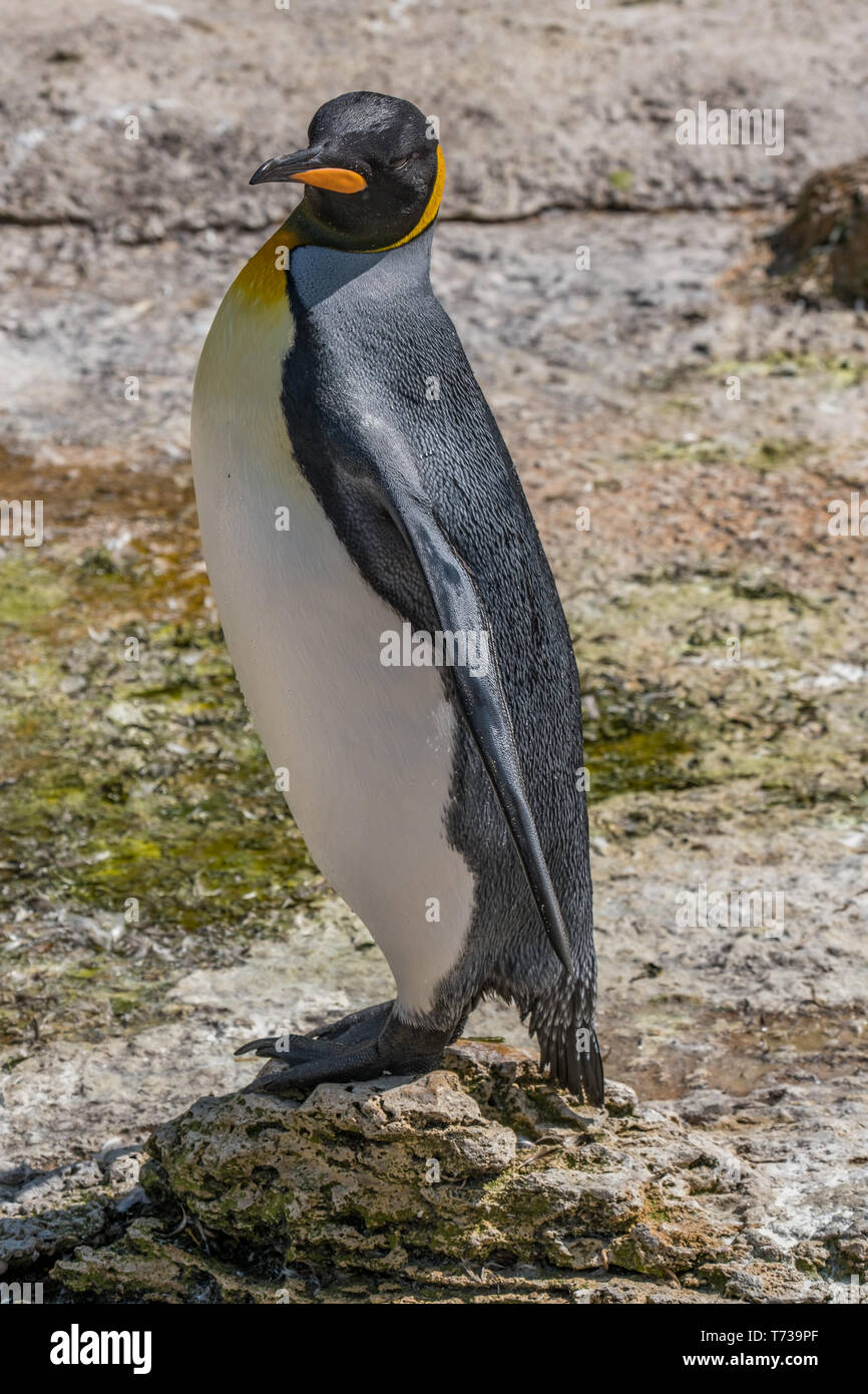 Portrait of a king penguin Stock Photo - Alamy