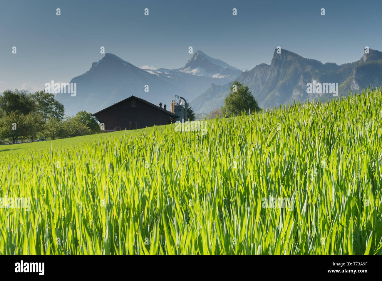 warm evening light on a tall grass meadow with a farm and snowcapped ...