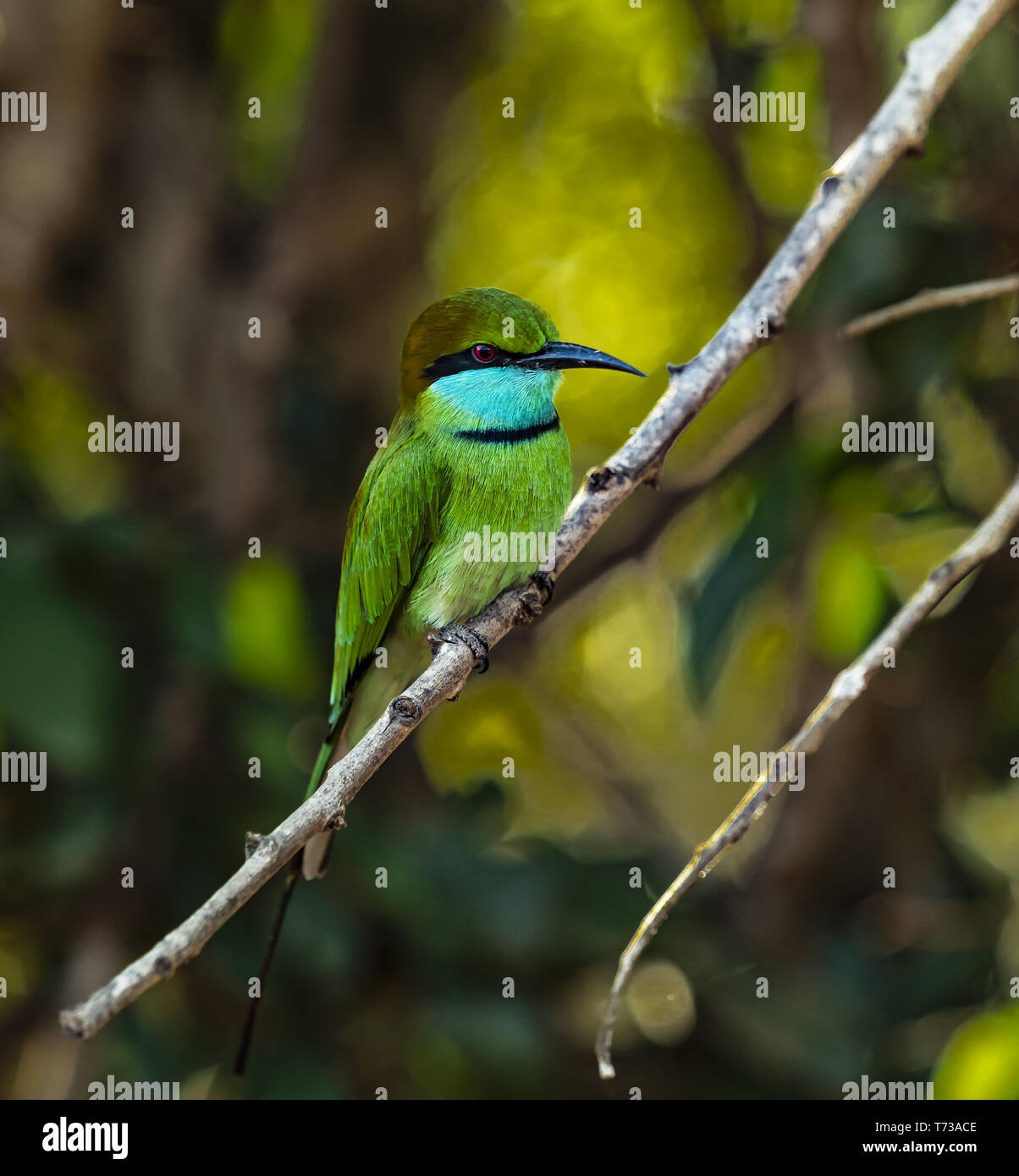 African bee eater hi-res stock photography and images - Alamy