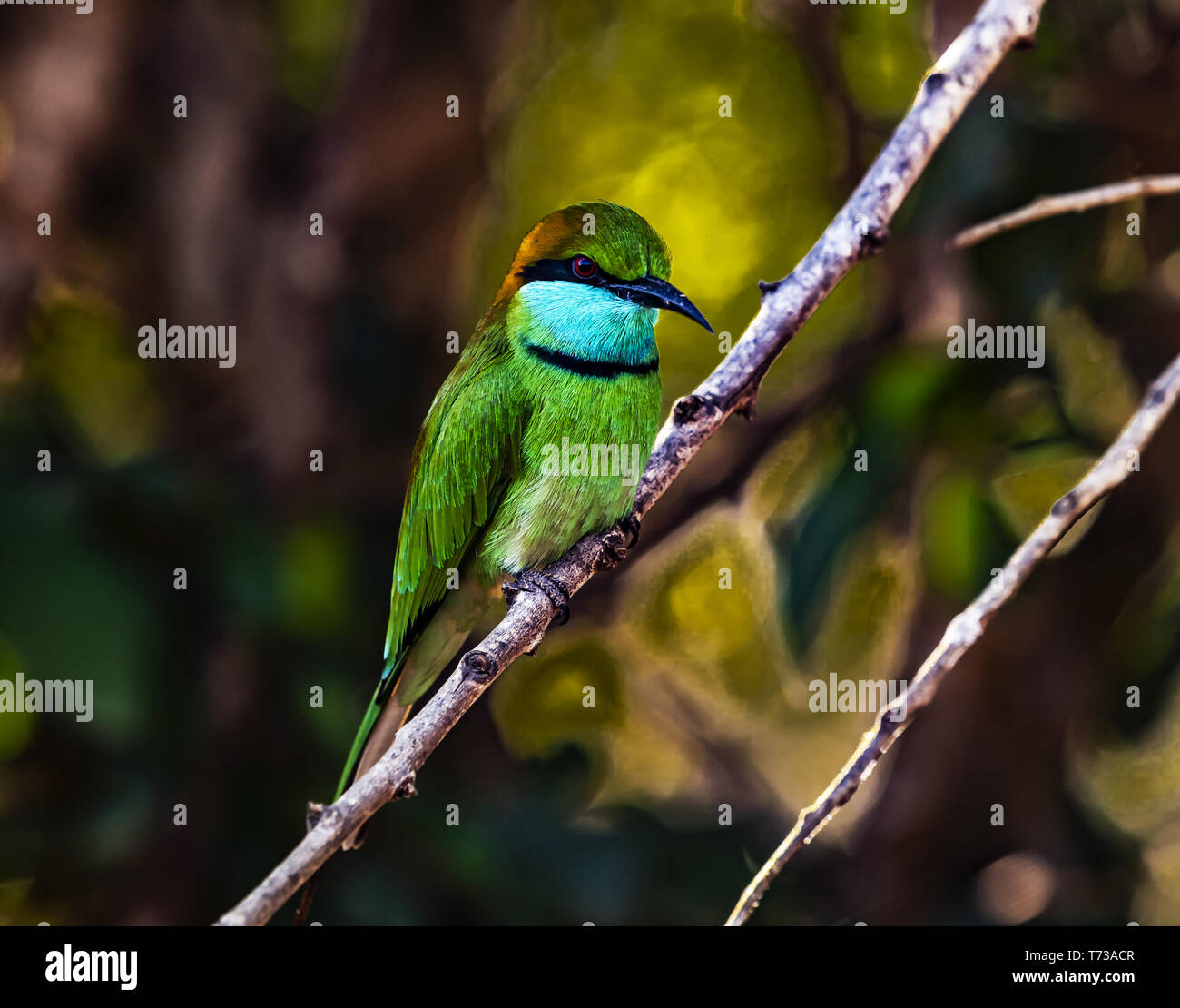 Asian green bee eater bird hi-res stock photography and images - Alamy