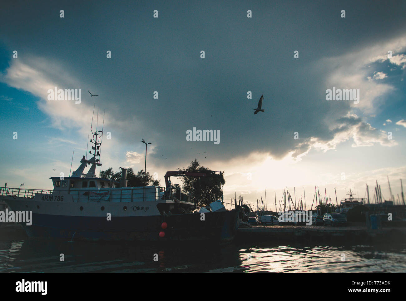 Seagull flying over boats Stock Photo - Alamy