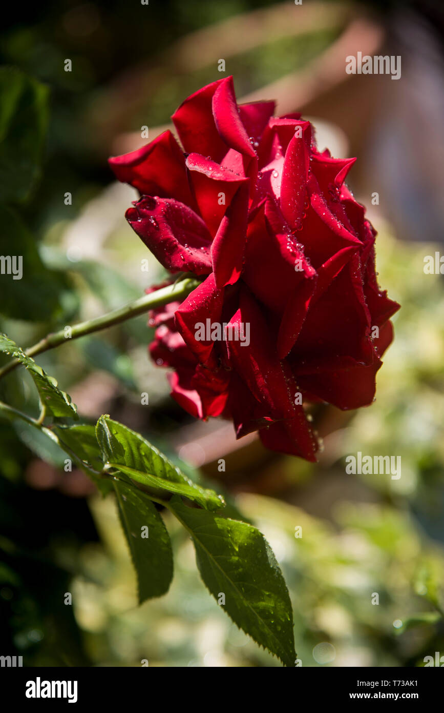 Modern Garden Rose High Resolution Stock Photography and Images - Alamy