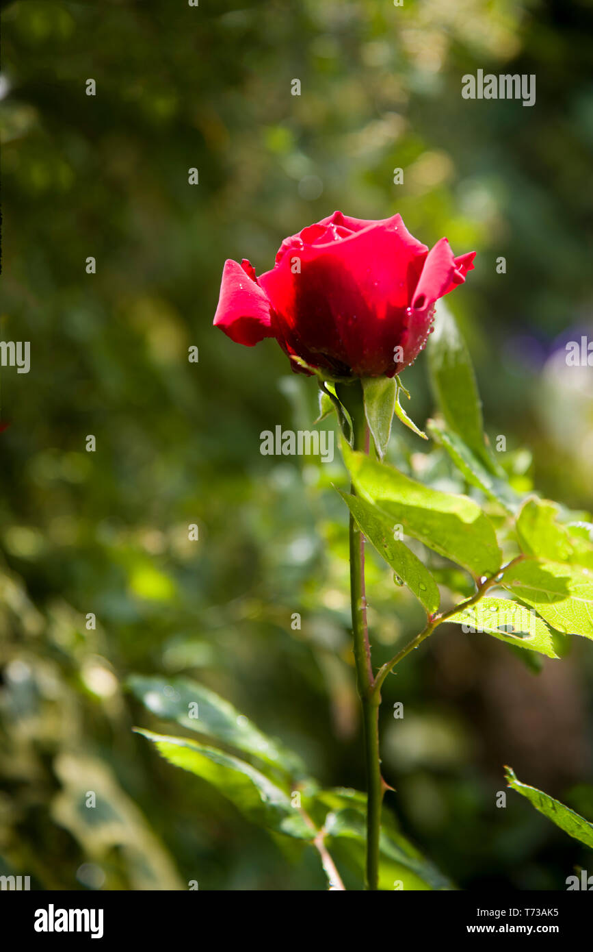 red rose in the garden on greenery Stock Photo - Alamy