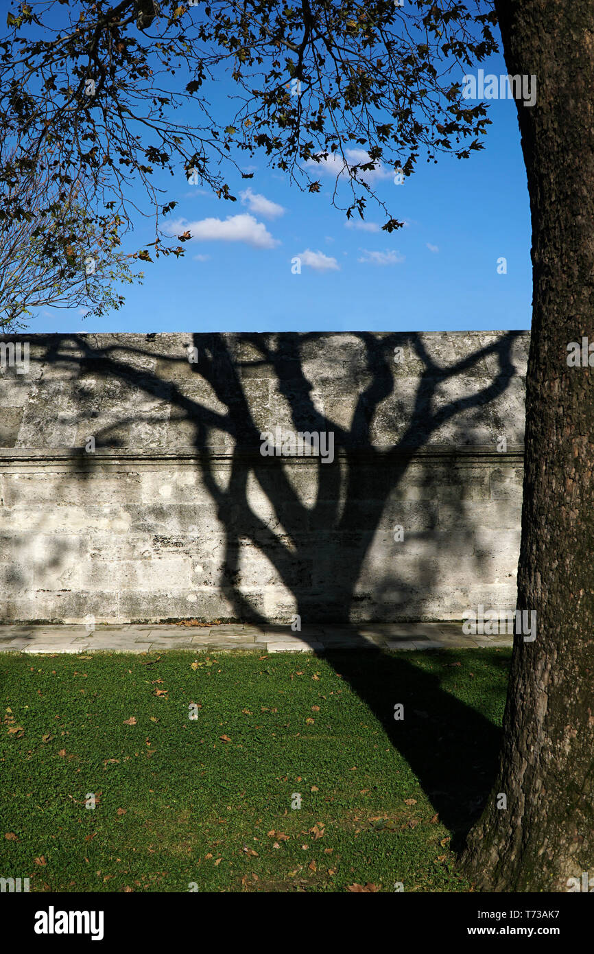Tree shadow on wall hi-res stock photography and images - Alamy