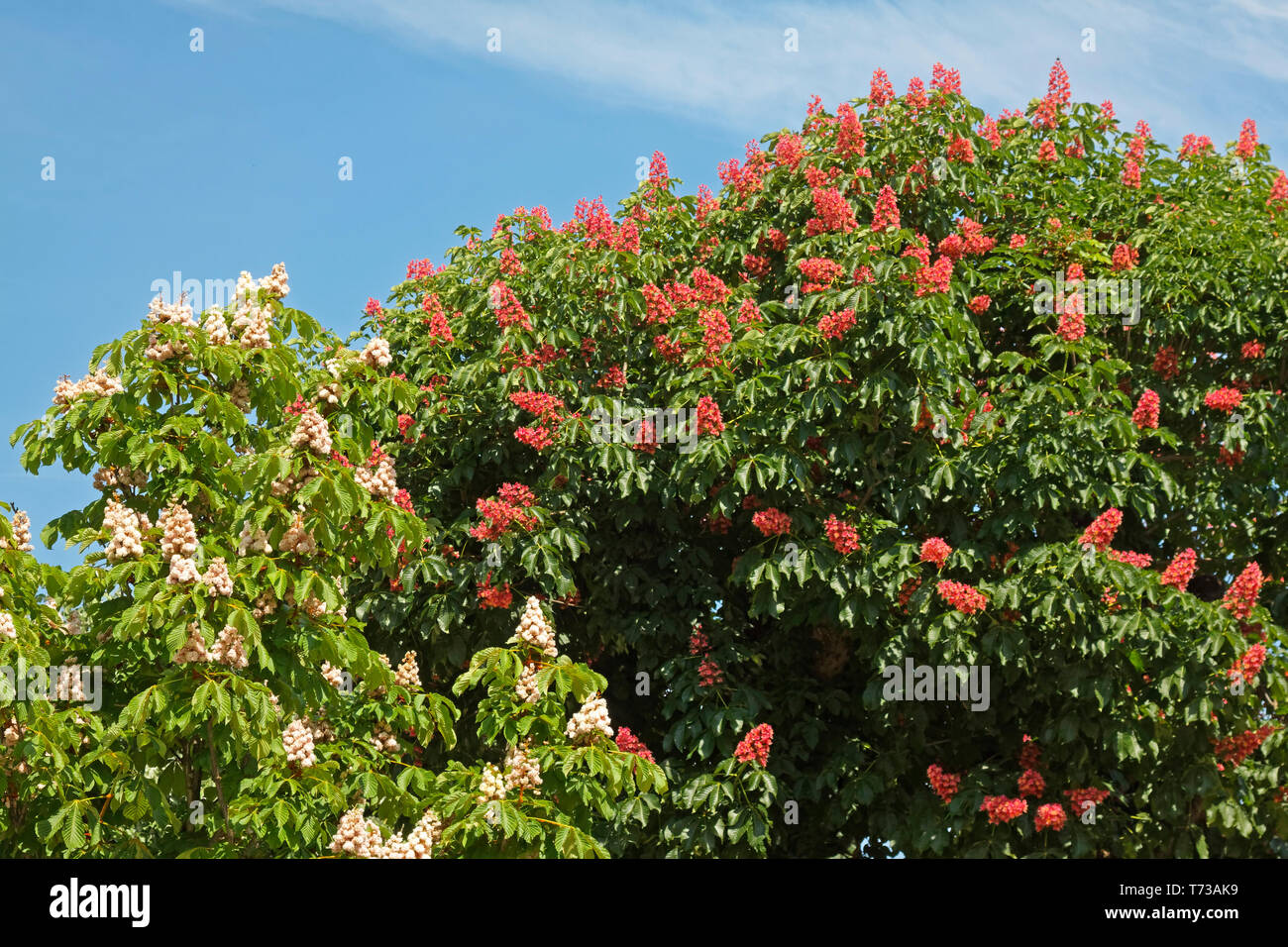 Chestnut trees flowering, white flowers, red blossoms, nature, Europe ...