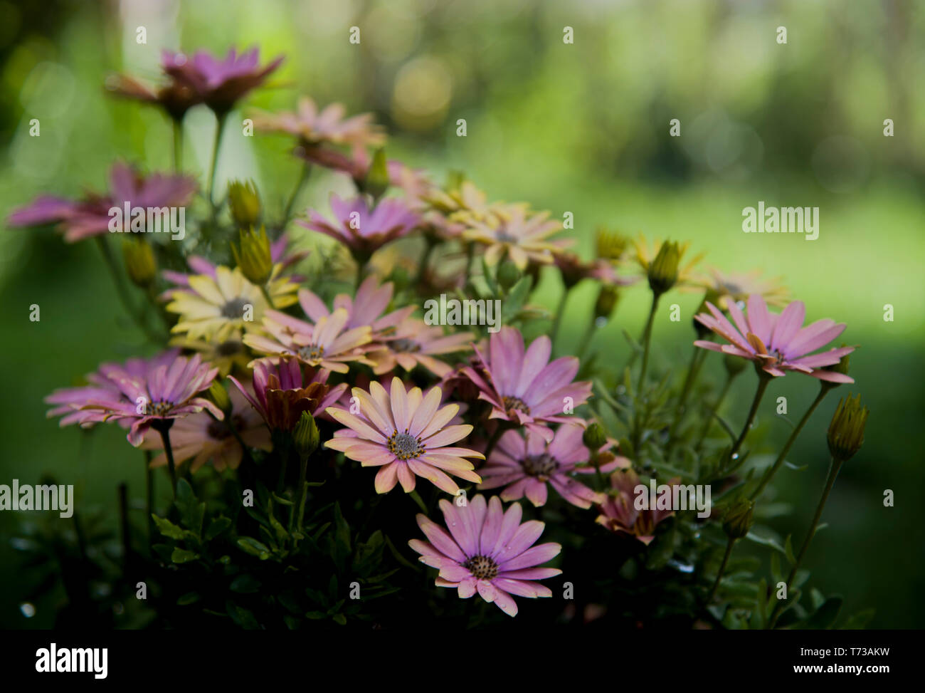 Yellow pale clay hi-res stock photography and images - Alamy