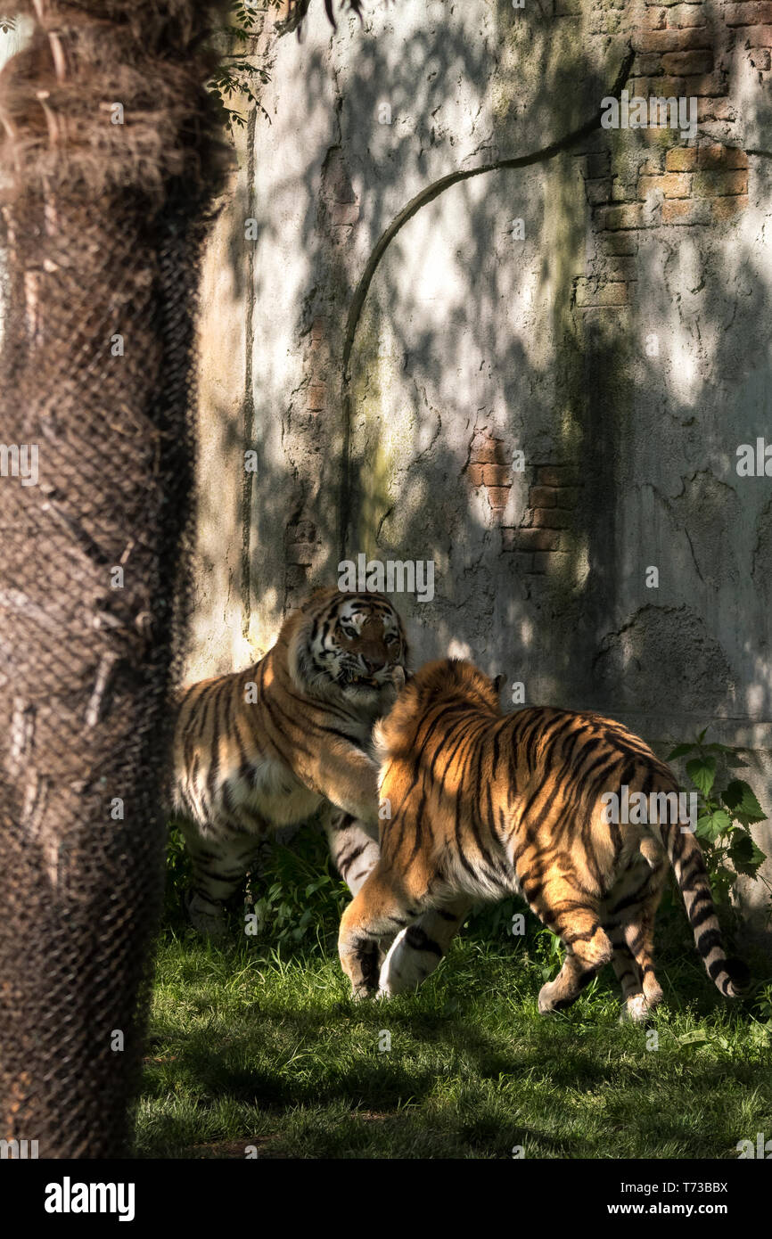 Two white tigers fighting hi-res stock photography and images - Alamy