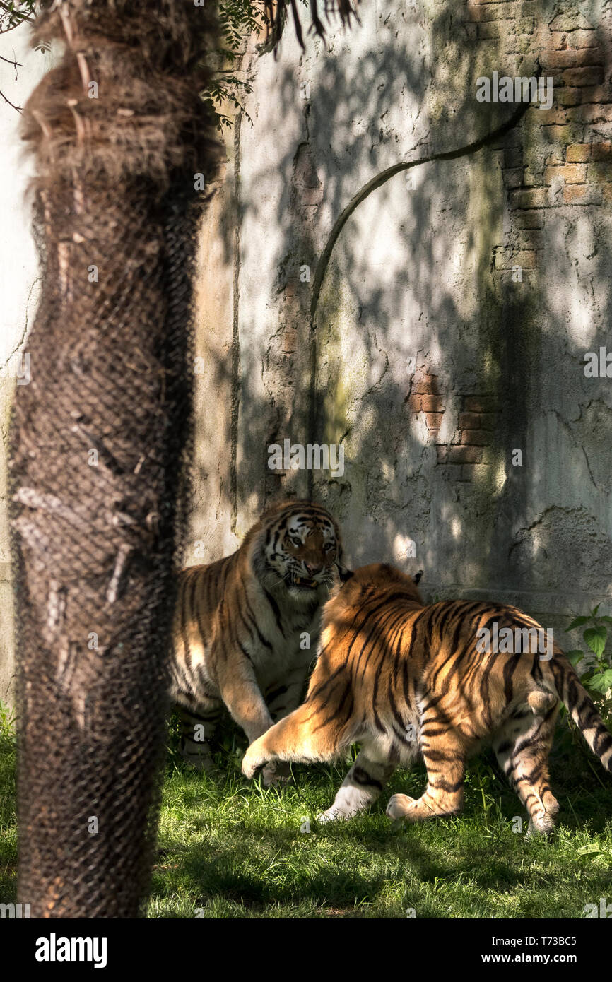Two white tigers fighting hi-res stock photography and images - Alamy