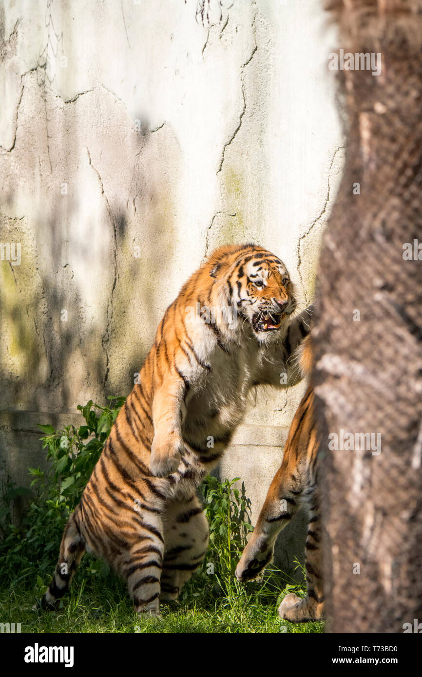two tigers fight in a zoo in italy Stock Photo - Alamy
