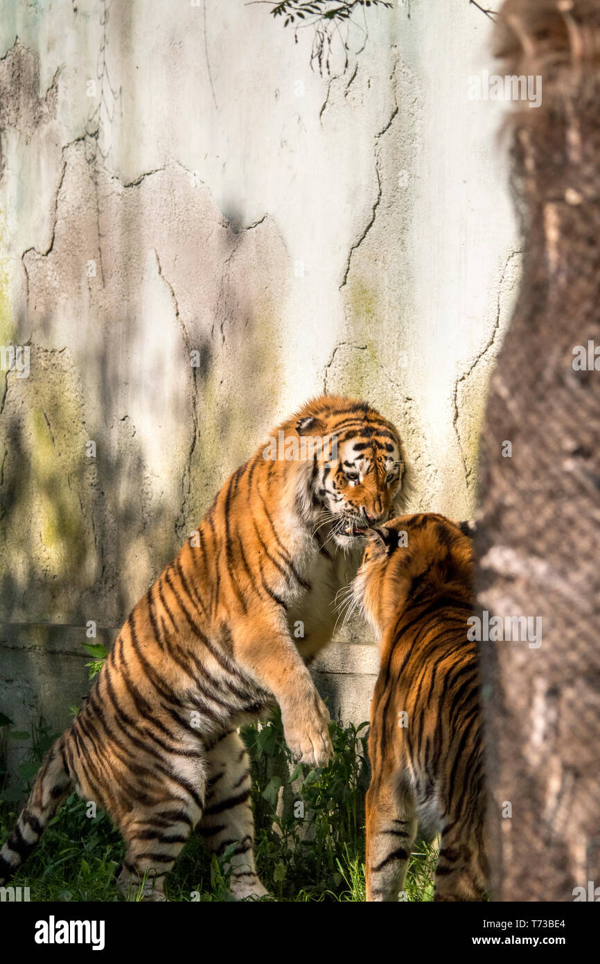 Two white tigers fighting hi-res stock photography and images - Alamy