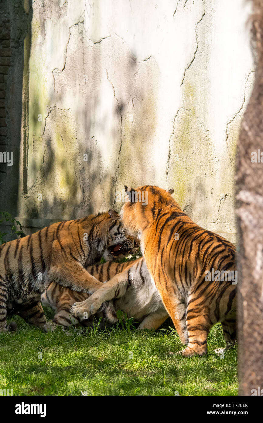 Two white tigers fighting hi-res stock photography and images - Alamy