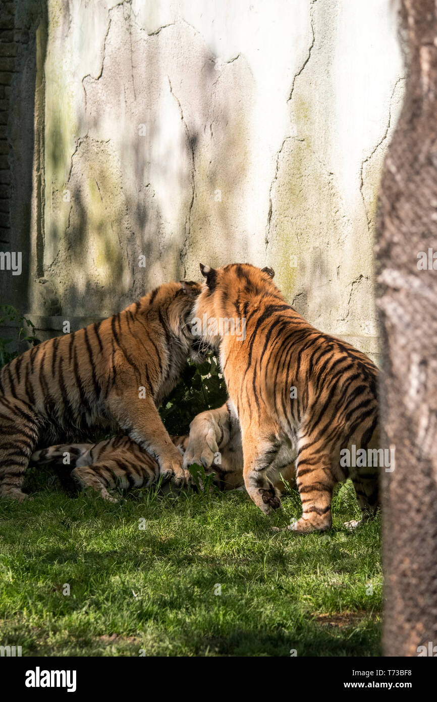 White tigers fighting hi-res stock photography and images - Alamy
