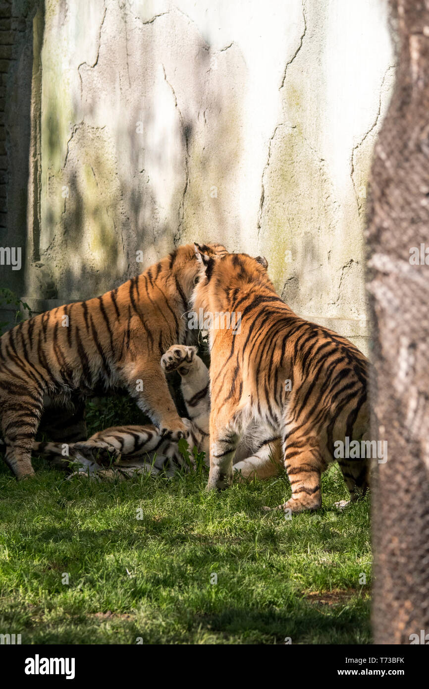 two tigers fight in a zoo in italy Stock Photo - Alamy