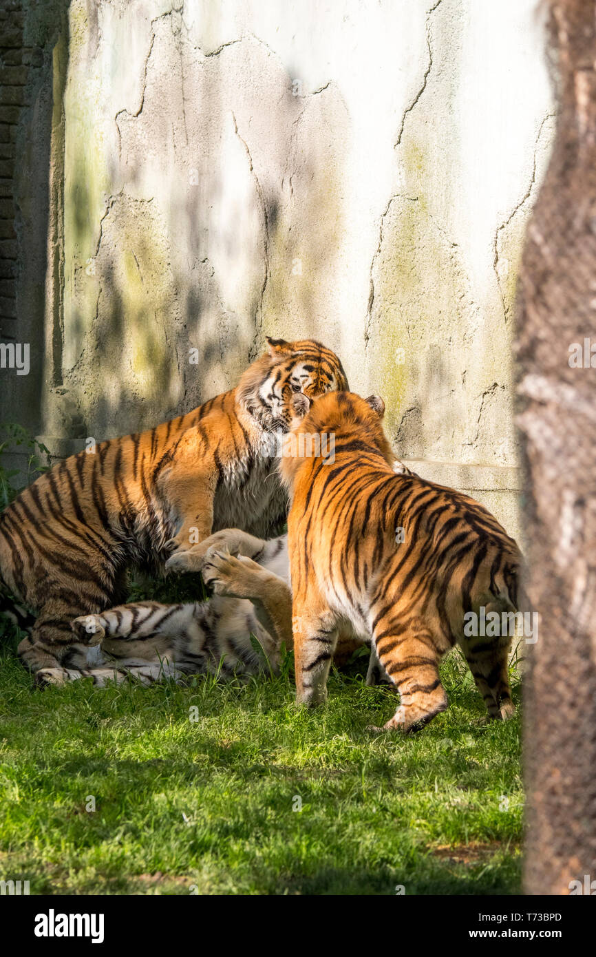 Two white tigers fighting hi-res stock photography and images - Alamy
