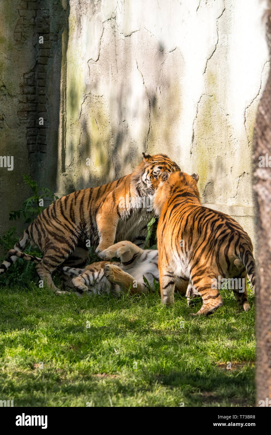 Two white tigers fighting hi-res stock photography and images - Alamy