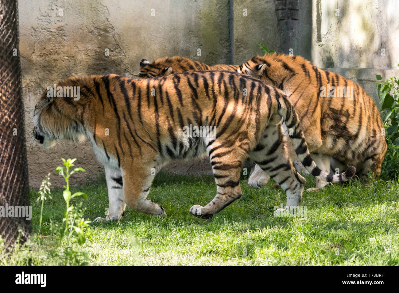 Two white tigers fighting hi-res stock photography and images - Alamy