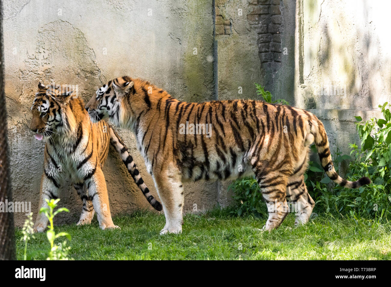Two white tigers fighting hi-res stock photography and images - Alamy