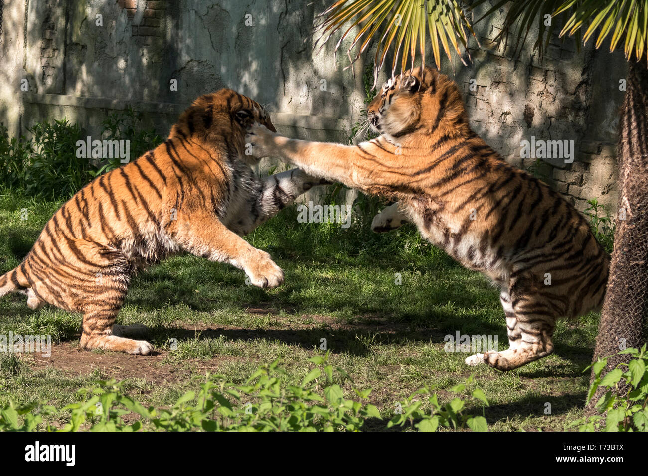 White Tigers Fighting High Resolution Stock Photography and Images - Alamy