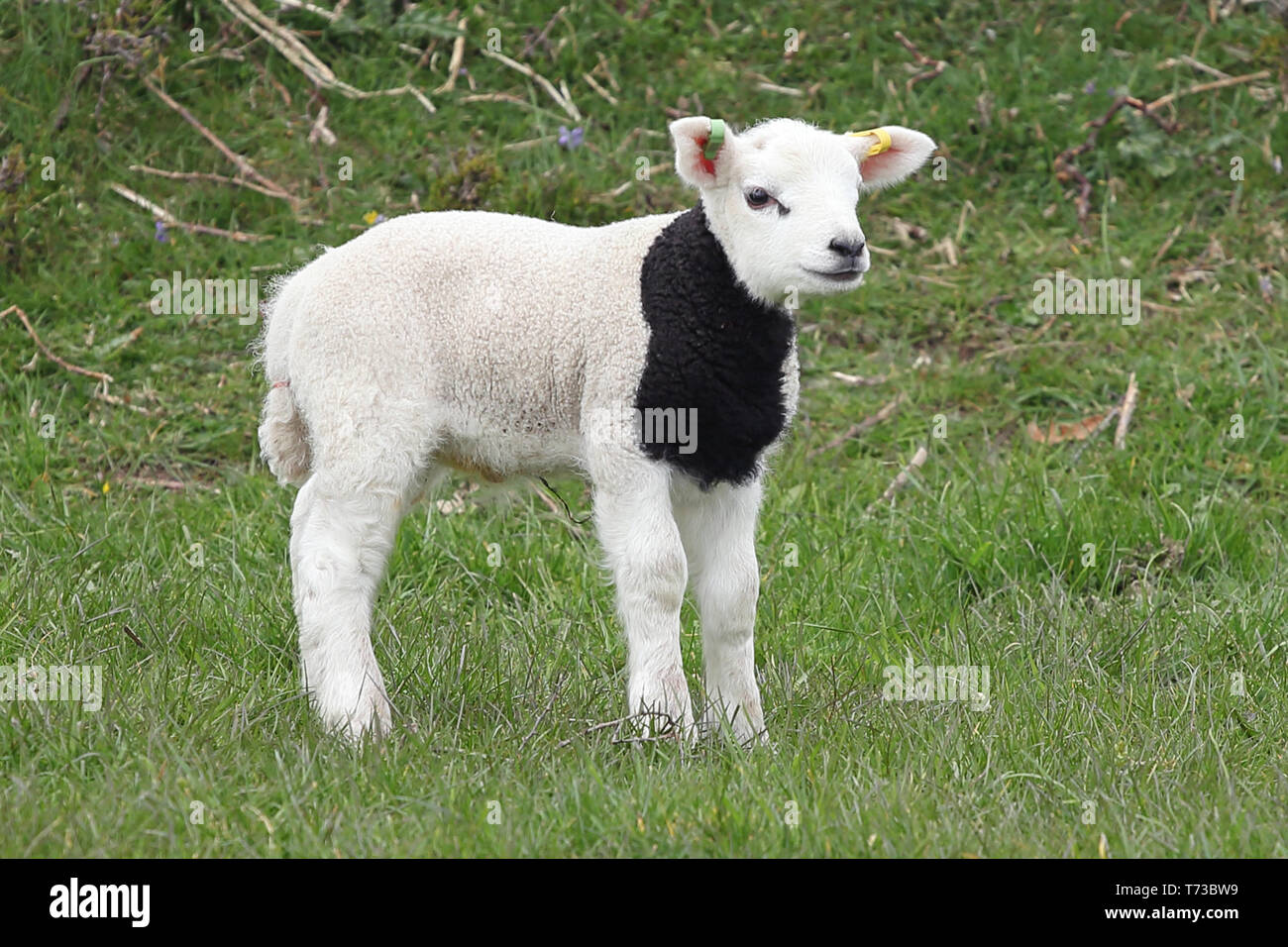 Black tail patch hi-res stock photography and images - Alamy