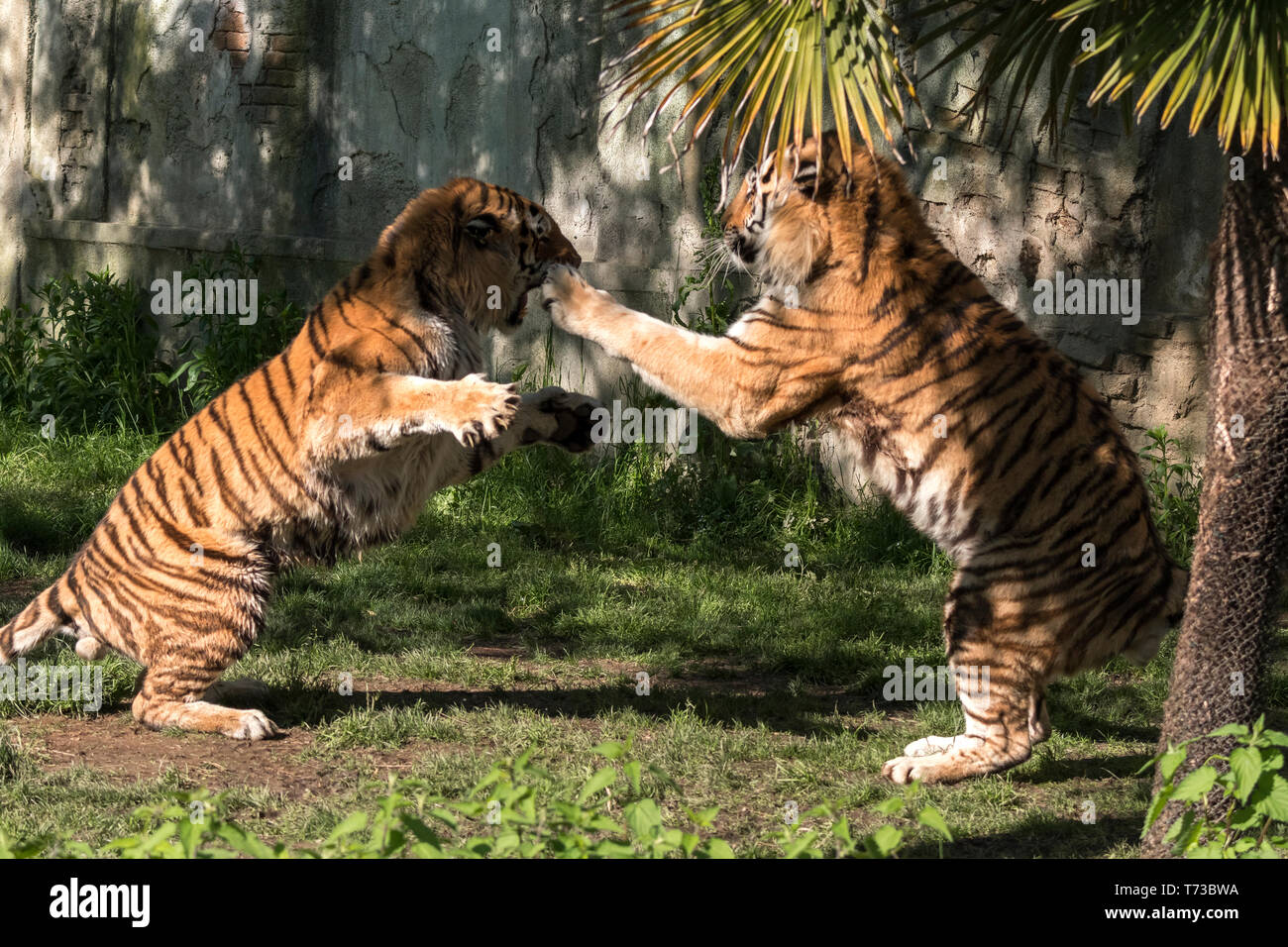 Two white tigers fighting hi-res stock photography and images - Alamy