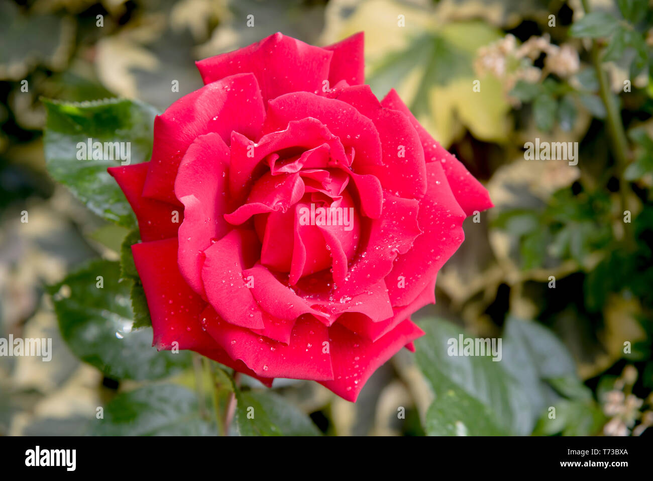 red rose in the garden on greenery Stock Photo - Alamy