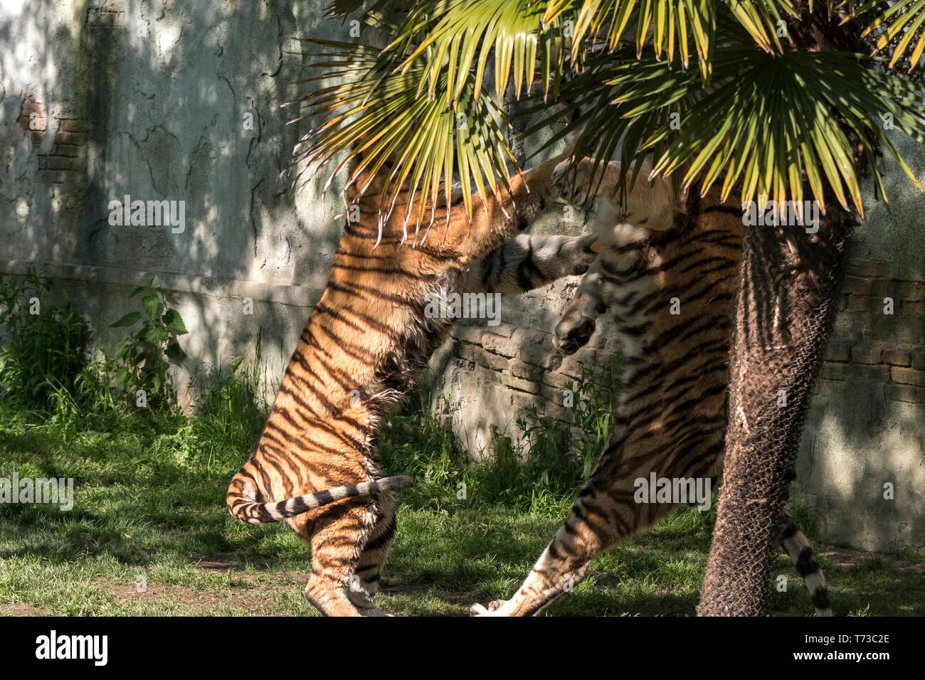 Two white tigers fighting hi-res stock photography and images - Alamy