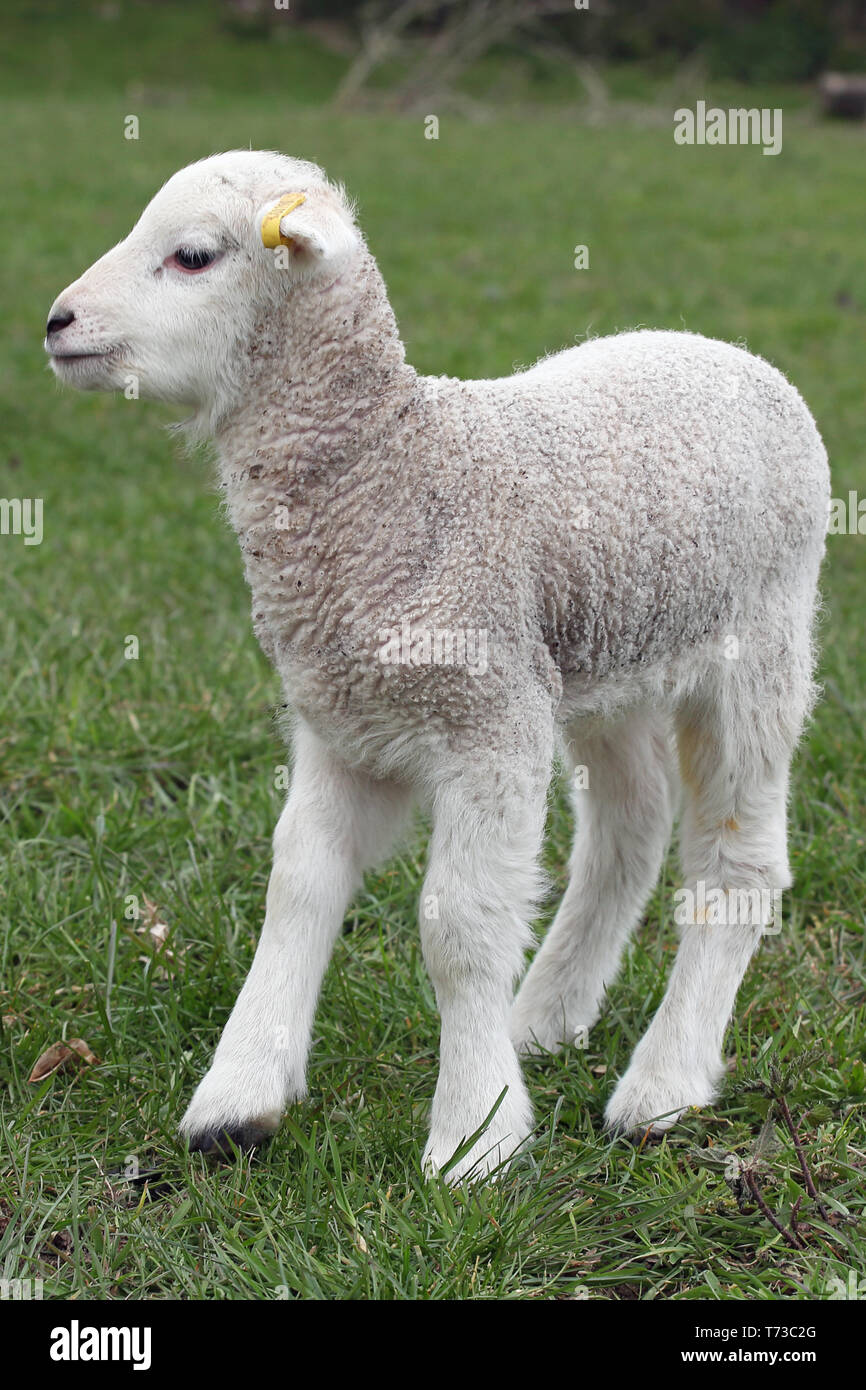 Cute lamb tail hi-res stock photography and images - Alamy