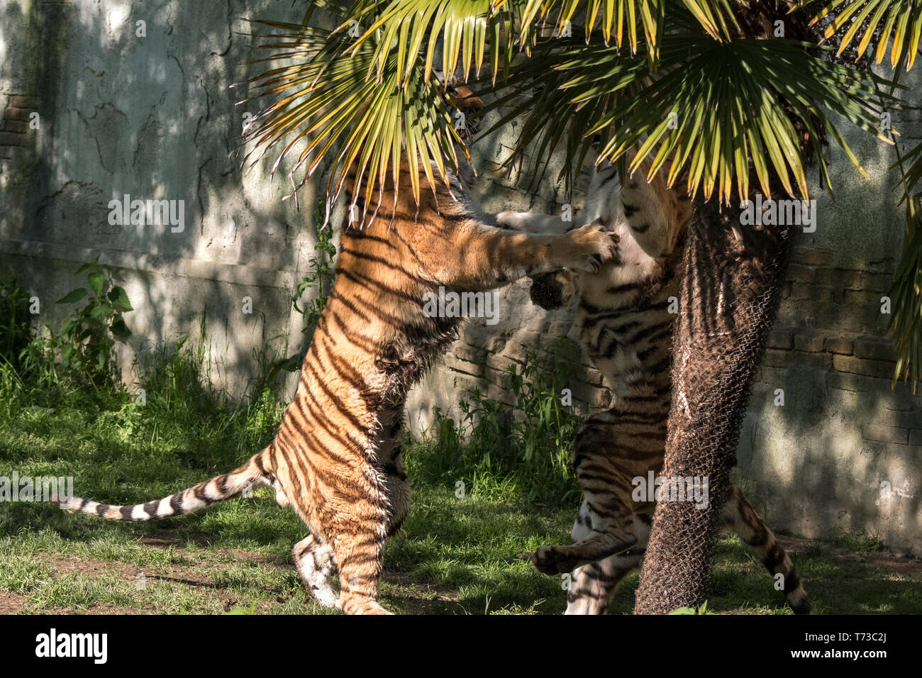 Two white tigers fighting hi-res stock photography and images - Alamy