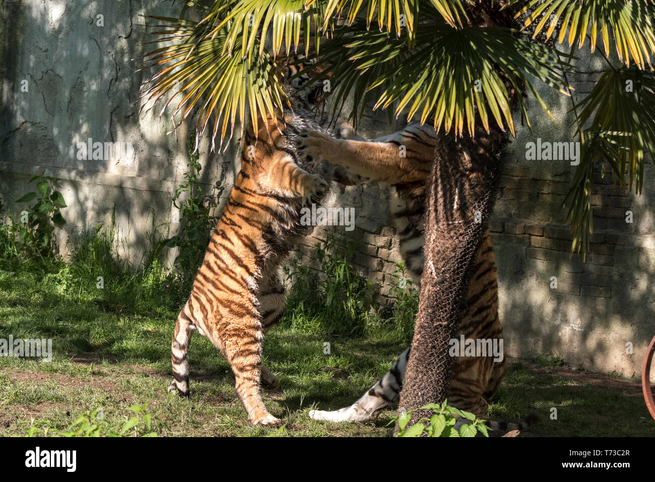 Two white tigers fighting hi-res stock photography and images - Alamy