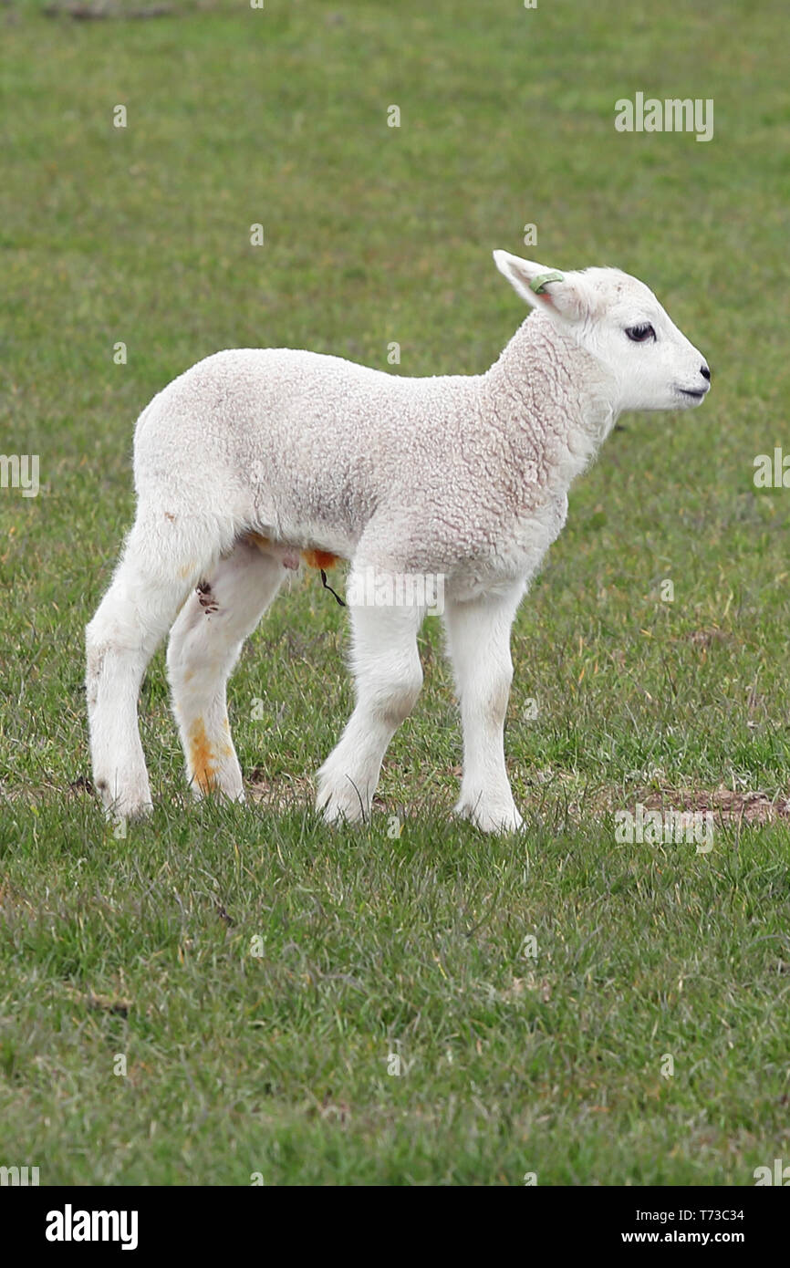 Welsh lamb season hi-res stock photography and images - Alamy