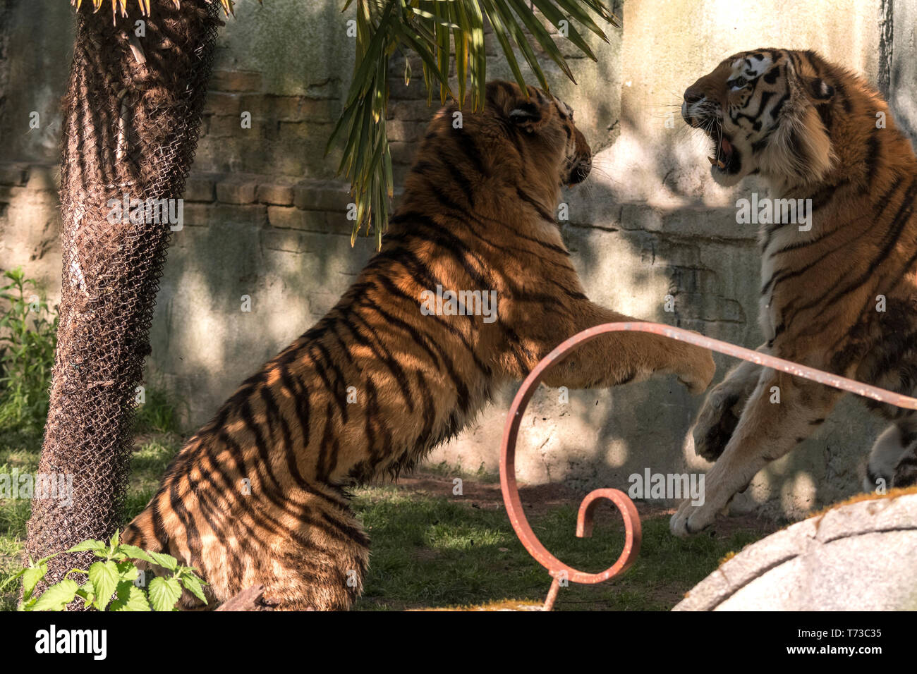 Two white tigers fighting hi-res stock photography and images - Alamy