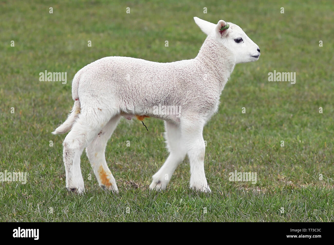 Welsh lamb in spring hi-res stock photography and images - Alamy