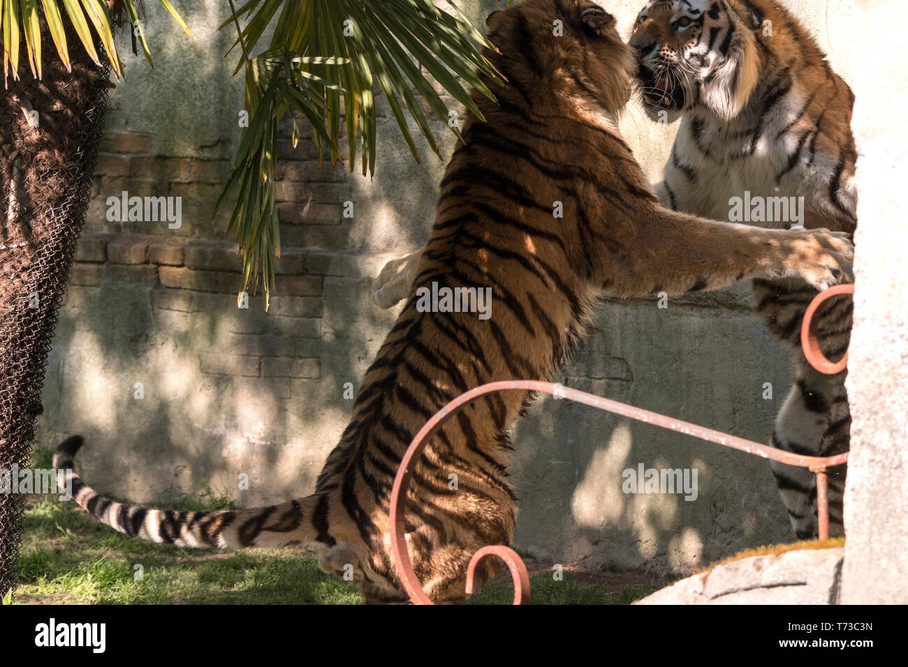 Two white tigers fighting hi-res stock photography and images - Alamy