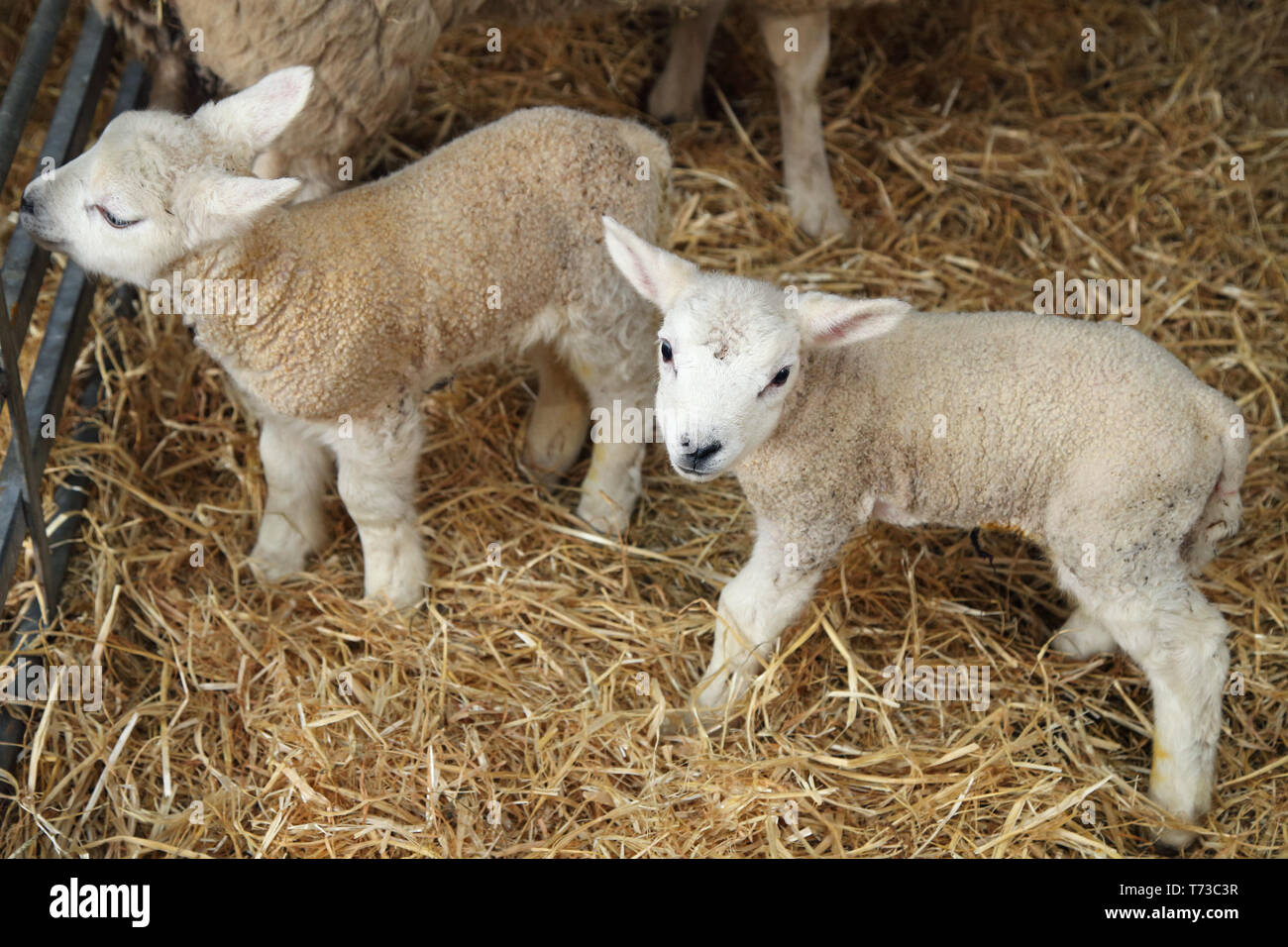 New born lambs in pen Stock Photo - Alamy