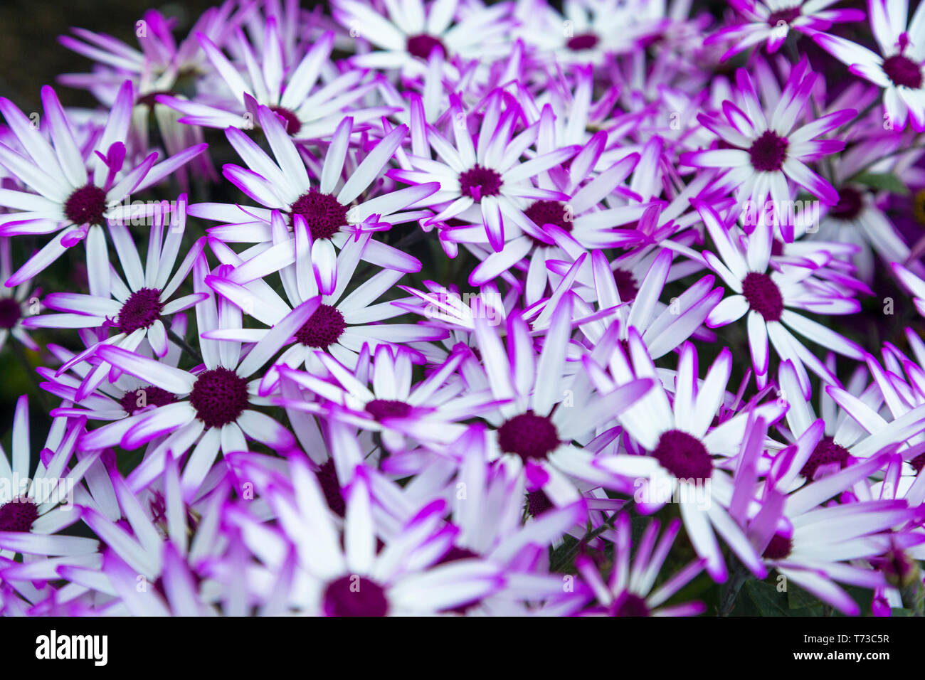 Senetti white hi-res stock photography and images - Alamy